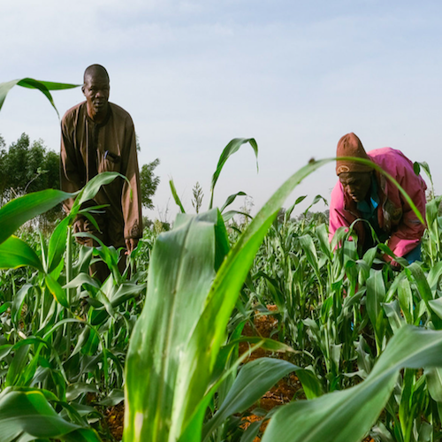 Better prospects for Niger's farmers